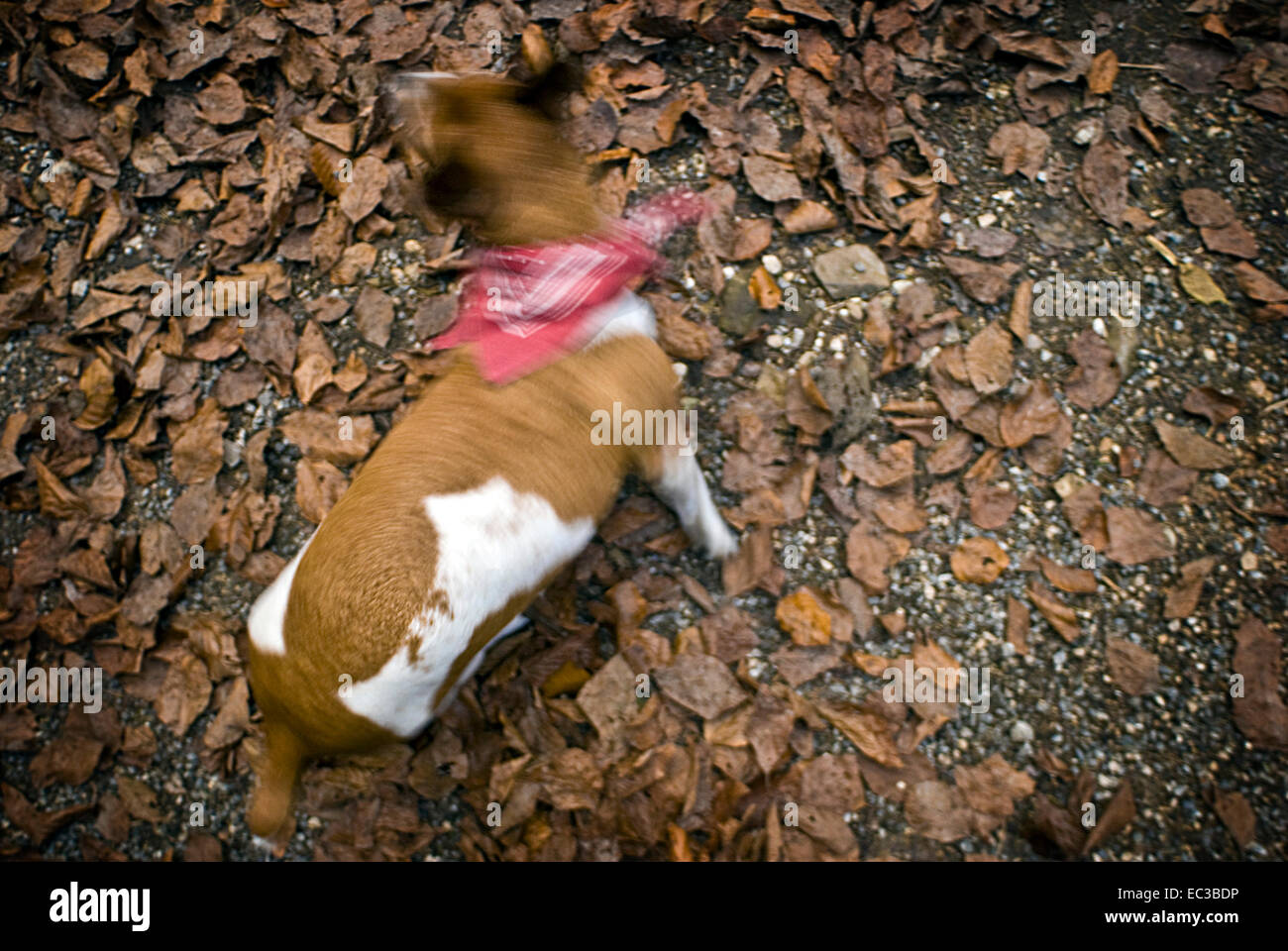 Hound dogs in woods hi-res stock photography and images - Alamy