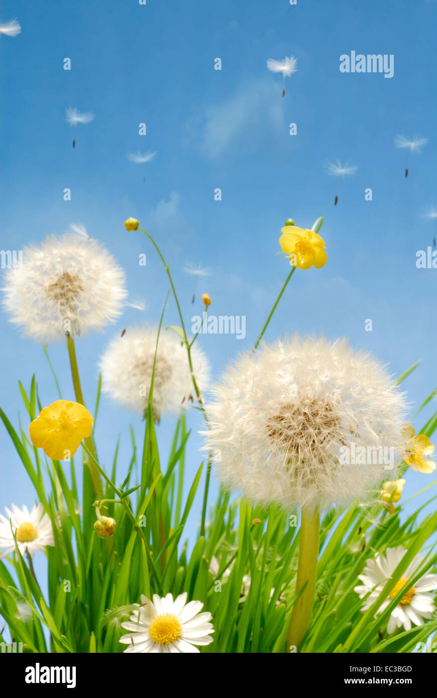 Medow flower hi-res stock photography and images - Alamy