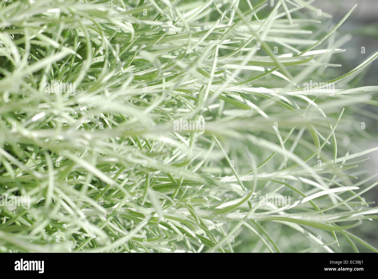 Curry Herb, Helichrysum italicum Stock Photo - Alamy