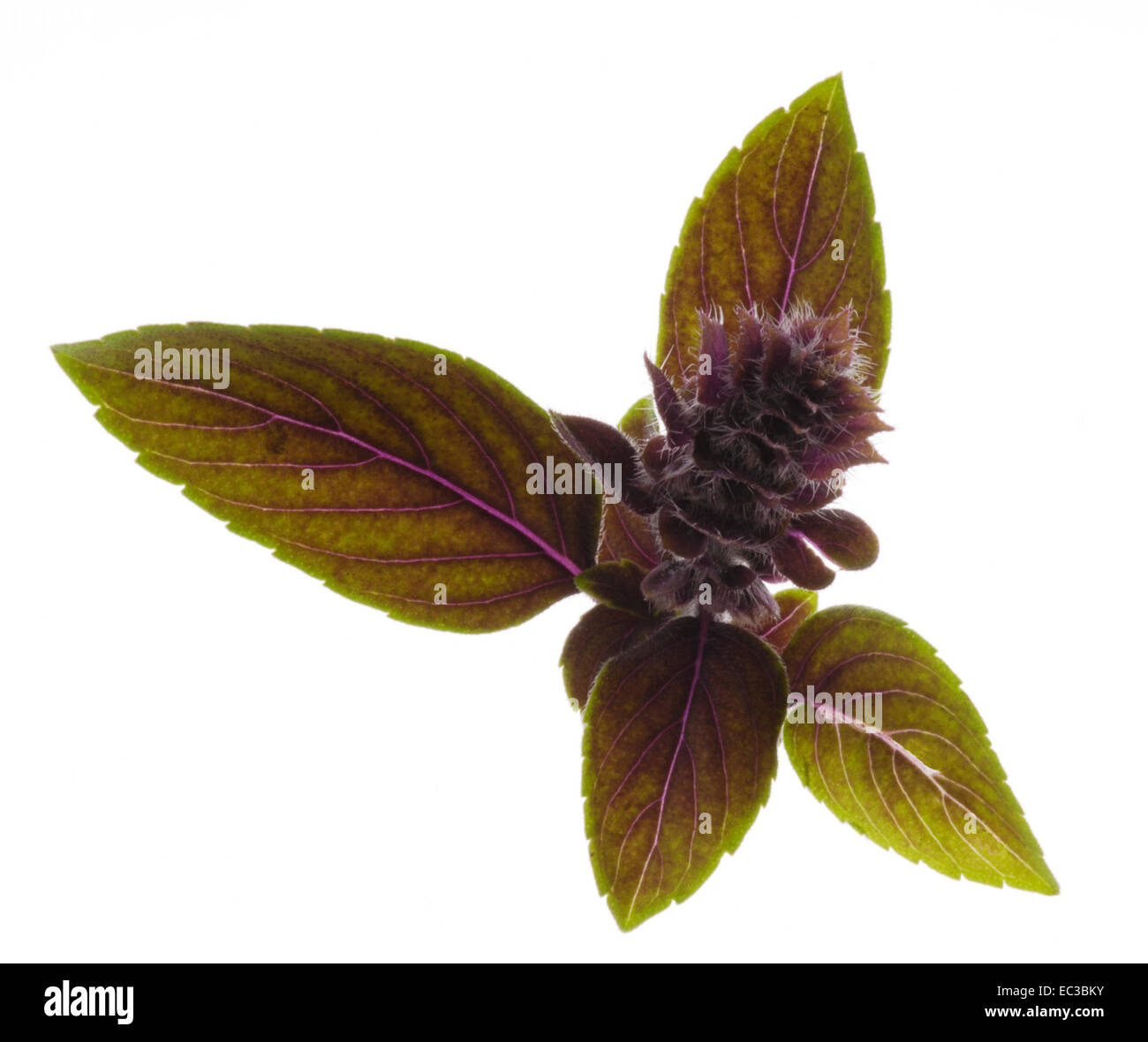 Isolated on White Basil Plant Stock Photo - Alamy