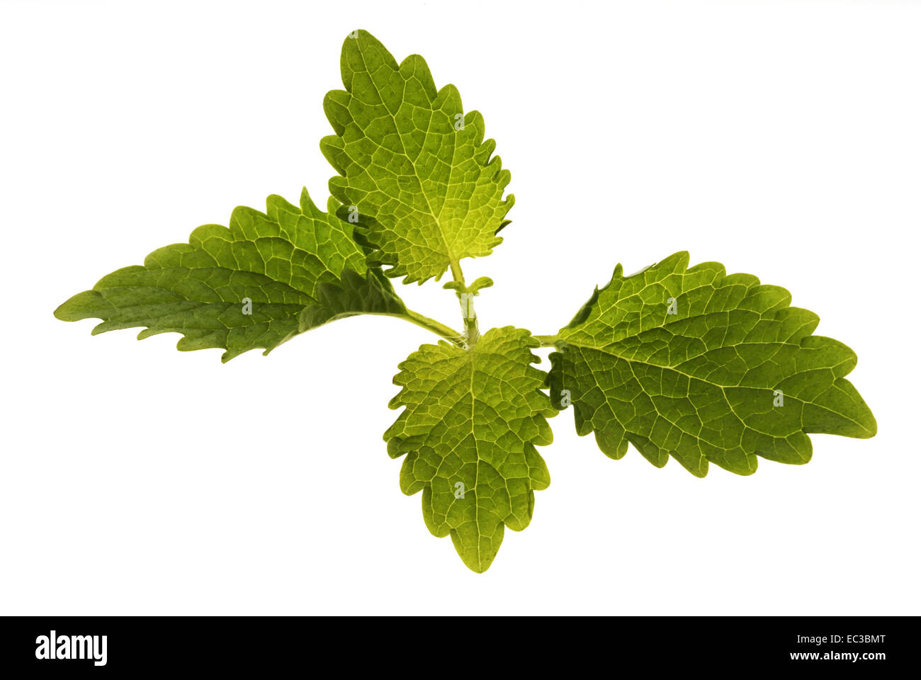 Isolated on White Fresh Melissa Stock Photo - Alamy