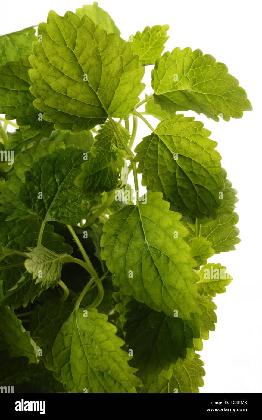 Isolated on White Fresh Melissa Stock Photo - Alamy