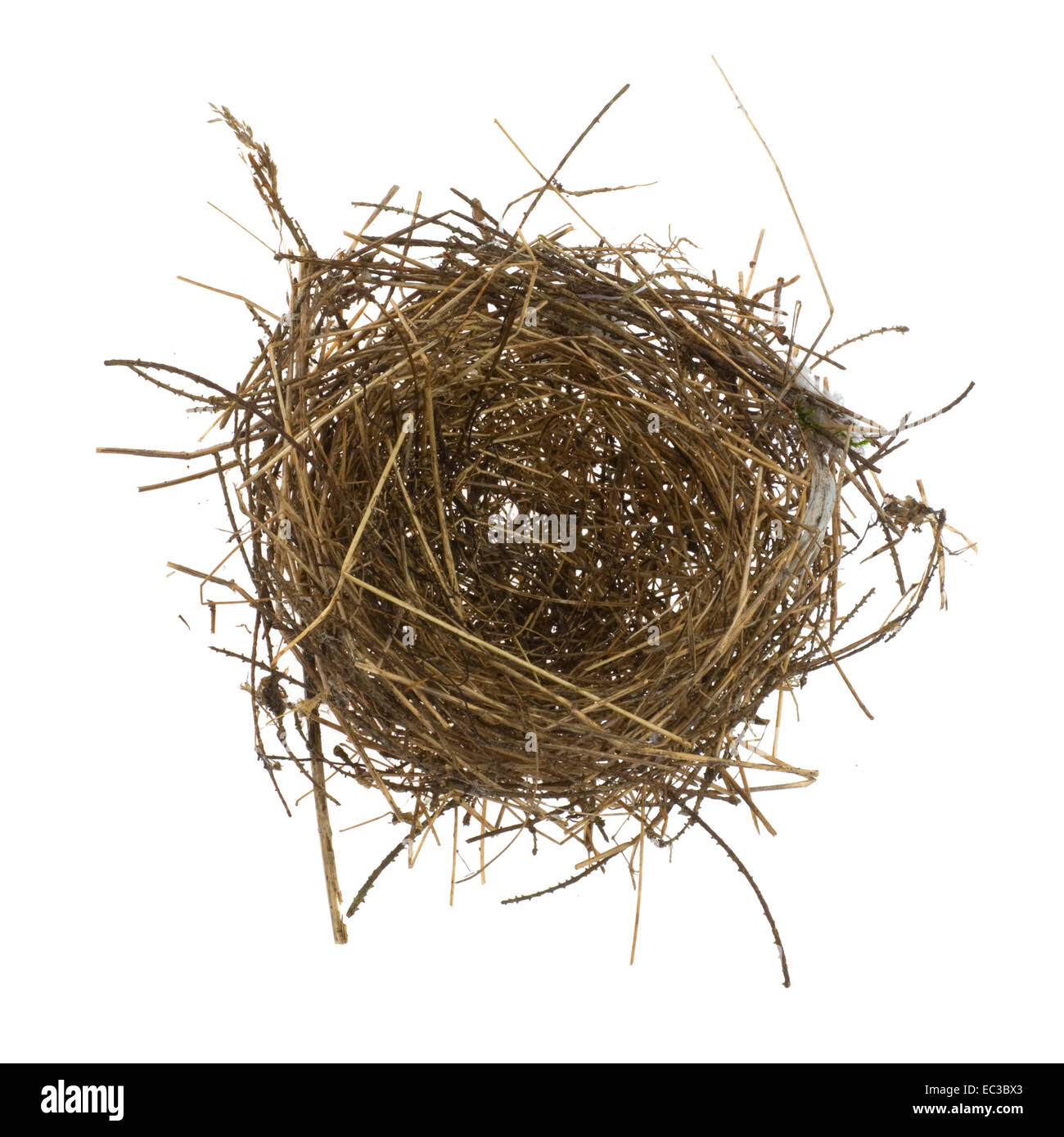 Deserted birds nest Cut Out Stock Images & Pictures - Alamy