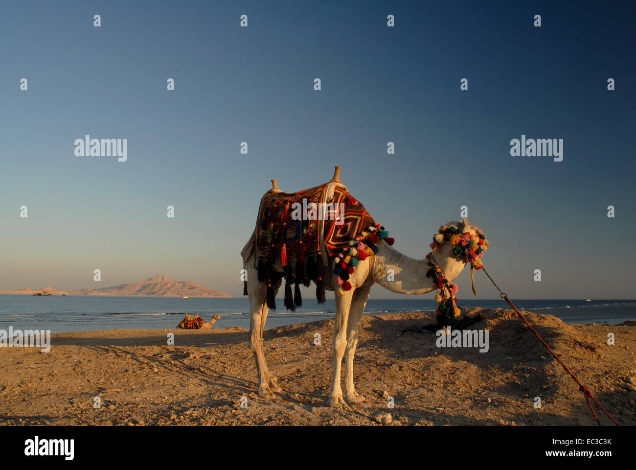 Marine Camels High Resolution Stock Photography and Images - Alamy