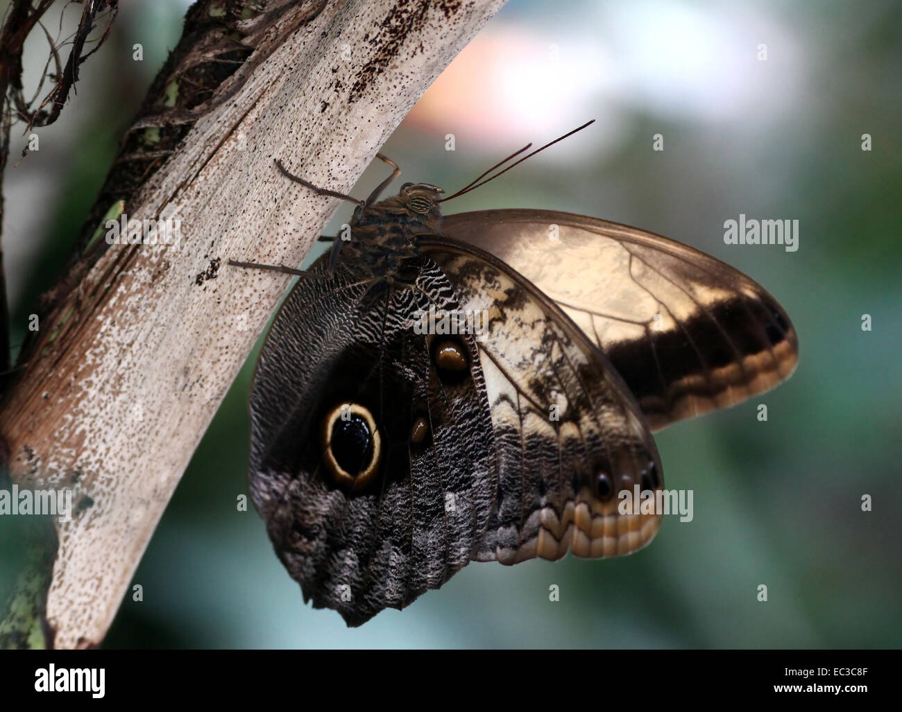 Owl butterfly open hi-res stock photography and images - Alamy