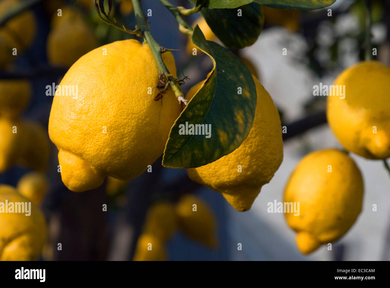 Lemon tree majorca island spain hi-res stock photography and images - Alamy