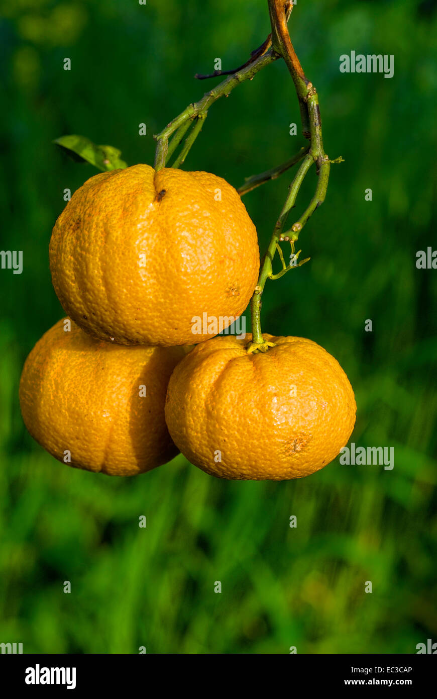 Oranges spain hi-res stock photography and images - Alamy