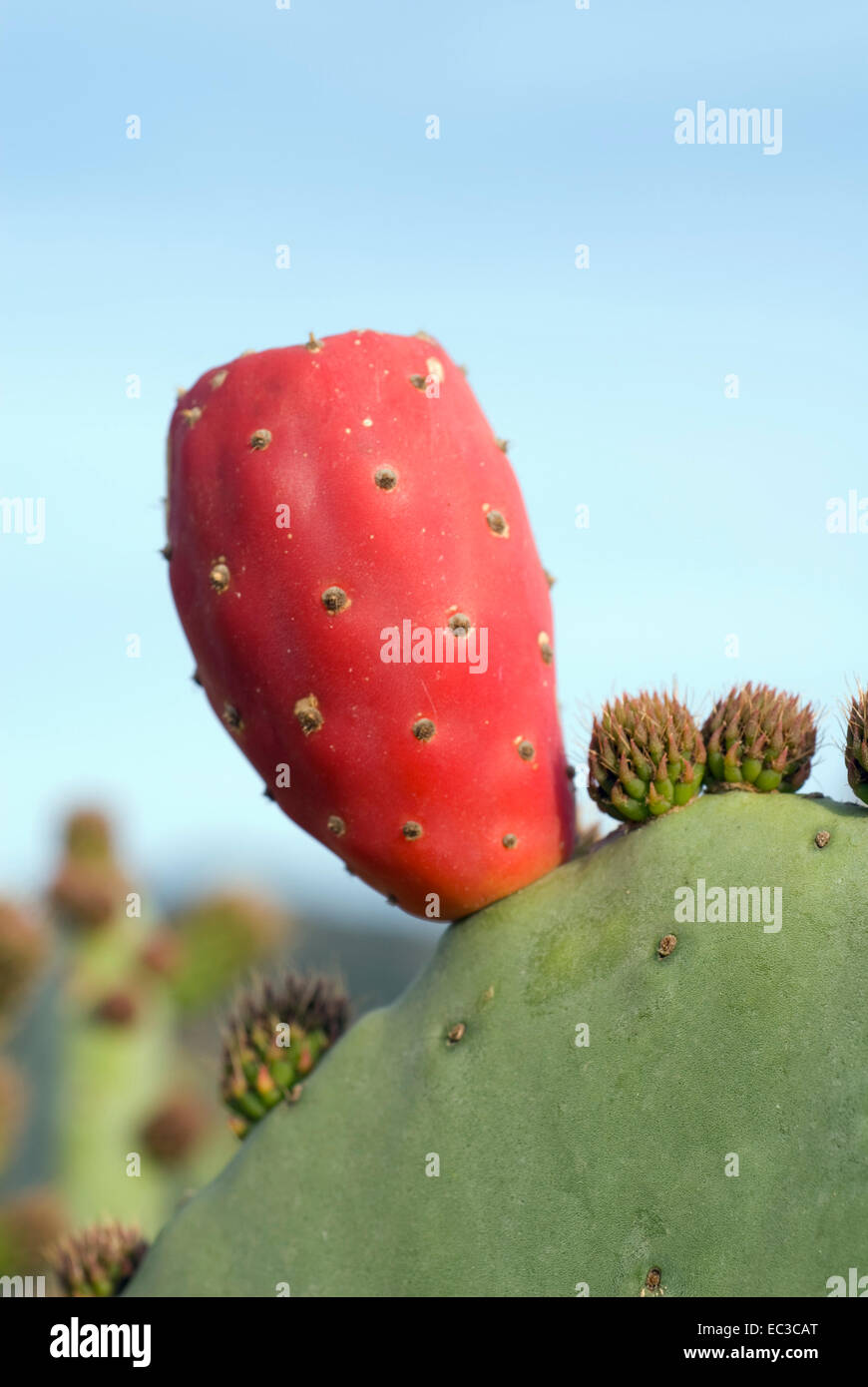 Young prickly pear cactus hi-res stock photography and images - Alamy
