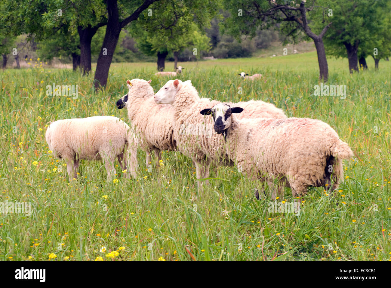 Southern europe animal husbandry hi-res stock photography and images ...