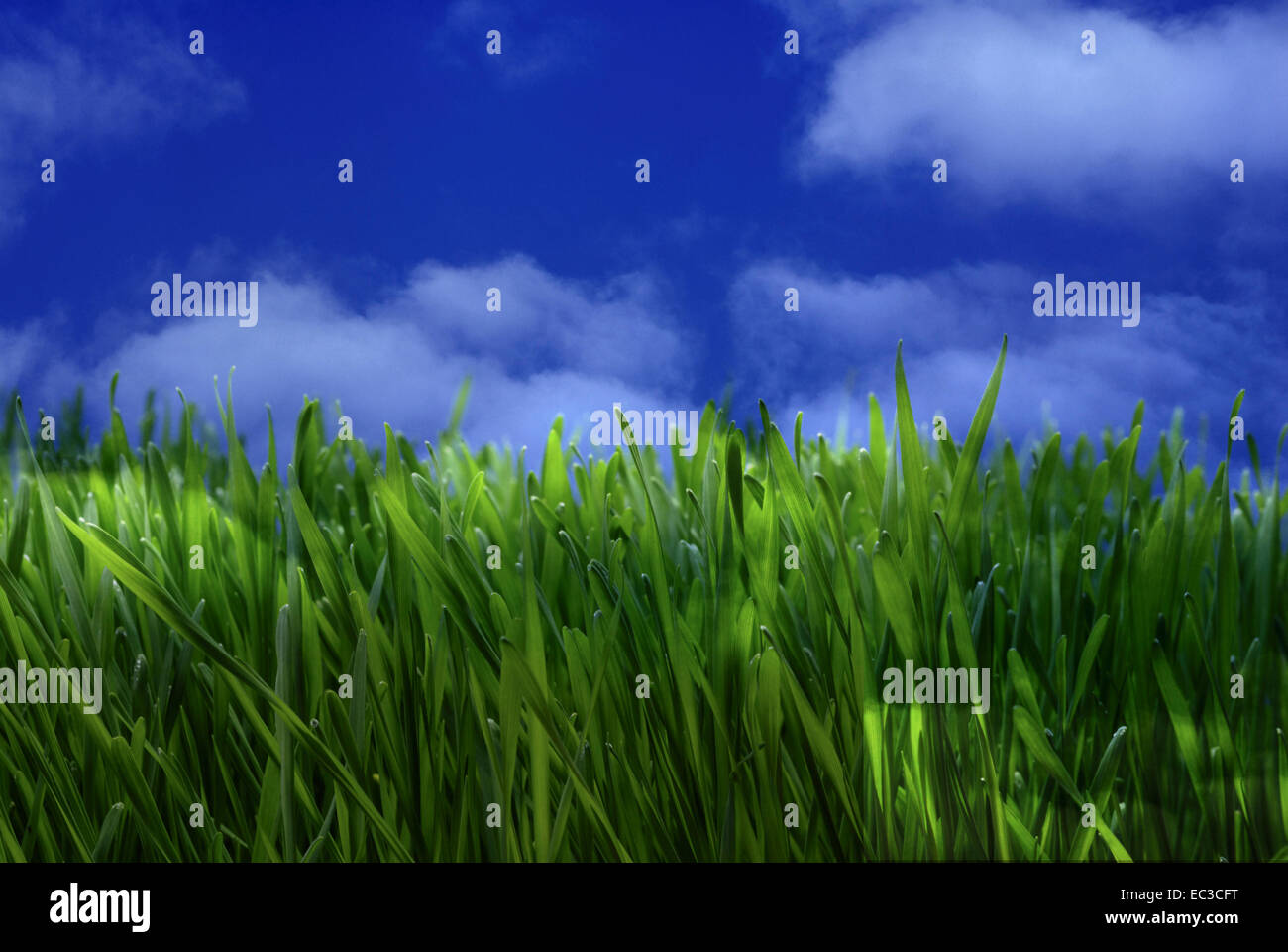 Green Grass and blue Sky Stock Photo - Alamy