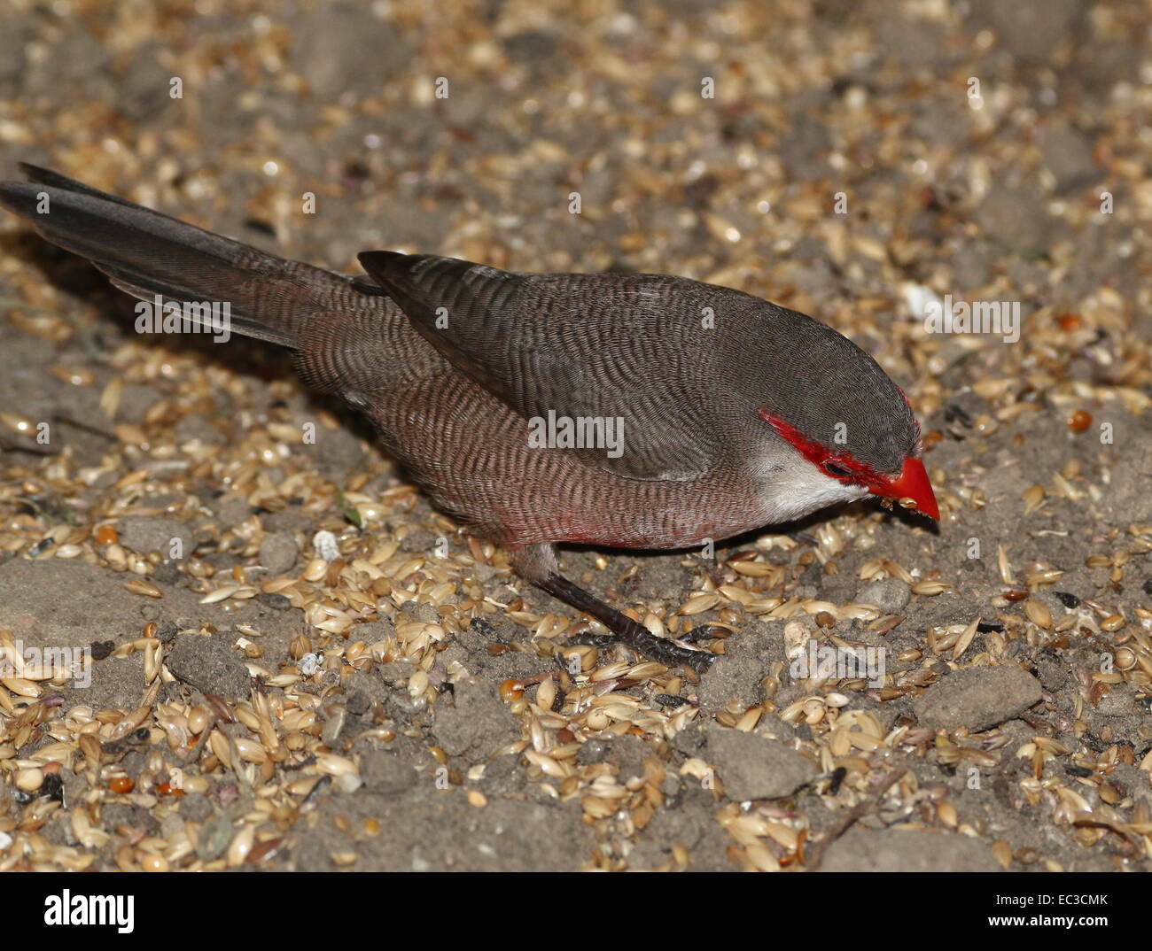 Estrilda Astrild High Resolution Stock Photography and Images - Alamy