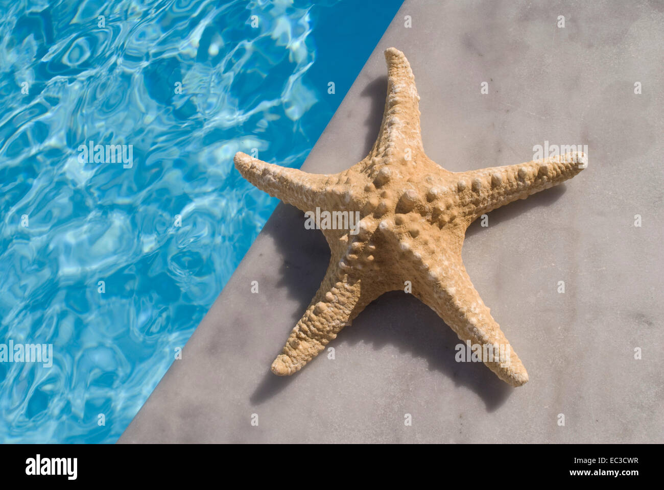 Starfish on Pool Bord Stock Photo - Alamy