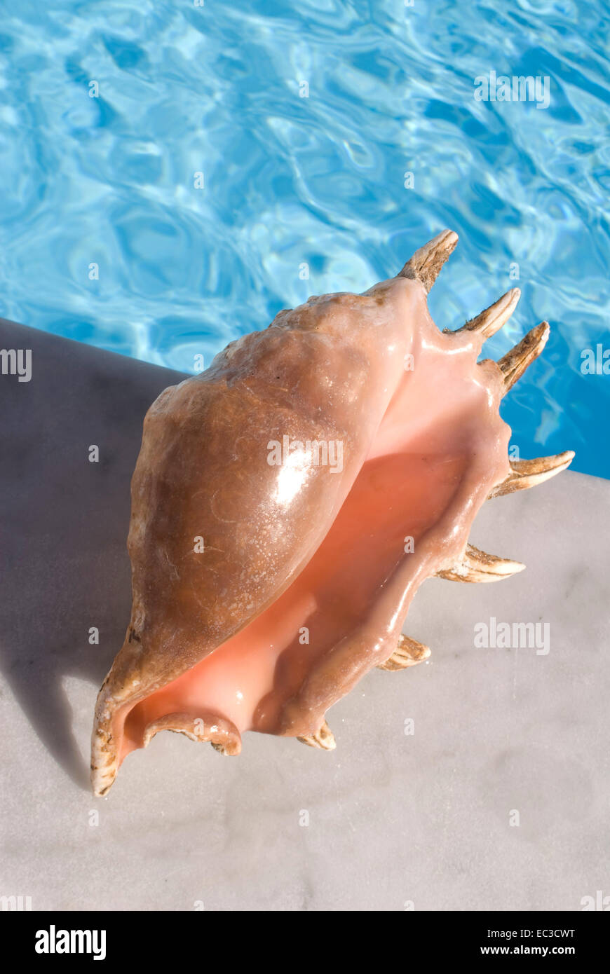 Shell pool hi-res stock photography and images - Alamy