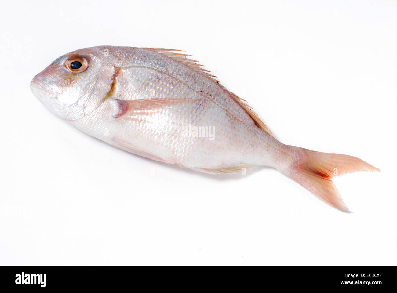 Fish images Cut Out Stock Images & Pictures - Alamy