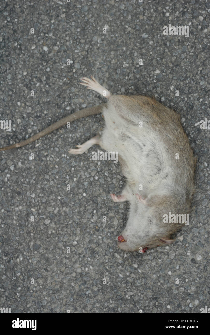 Dead rat hi-res stock photography and images - Alamy