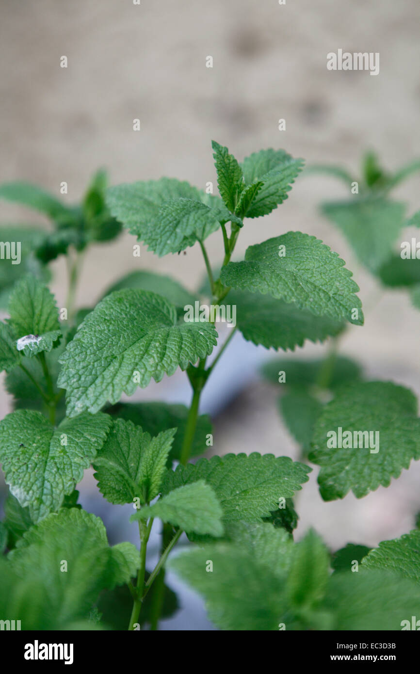 Grow peppermint hi-res stock photography and images - Alamy