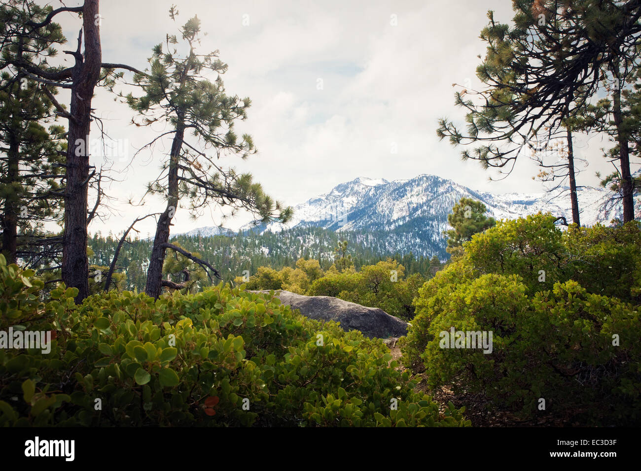 Panoramic view of nice forest with mountain on the back Stock Photo - Alamy