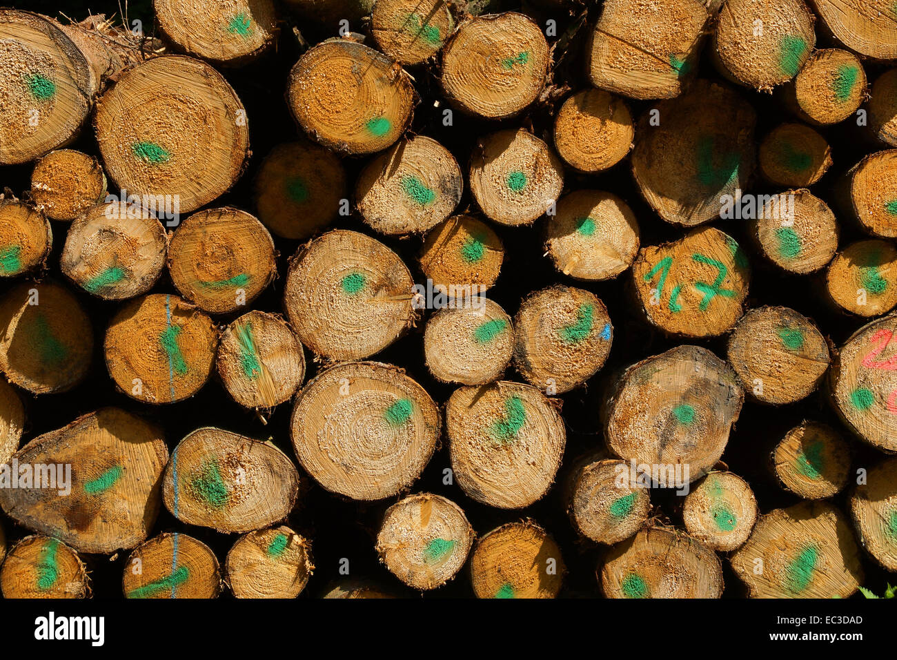 Timberwood hi-res stock photography and images - Alamy