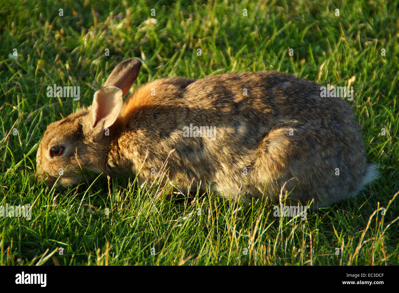 Rabbits in the gras Stock Photo - Alamy