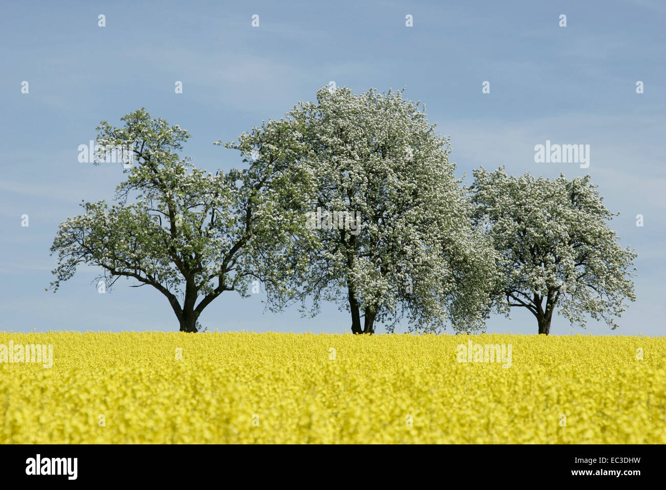 Field, three Trees Stock Photo - Alamy