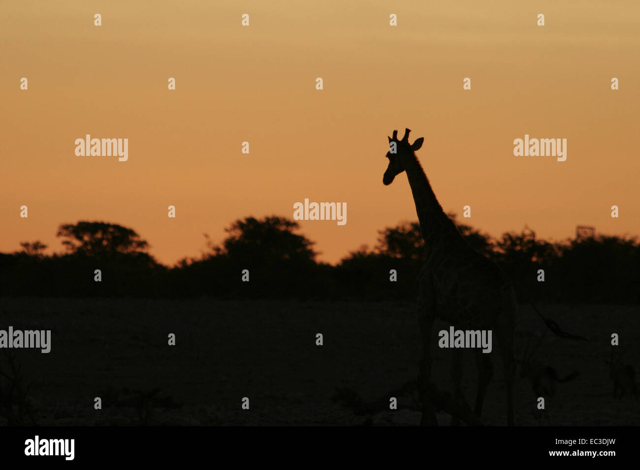 Giraffe in Gloaming Stock Photo - Alamy