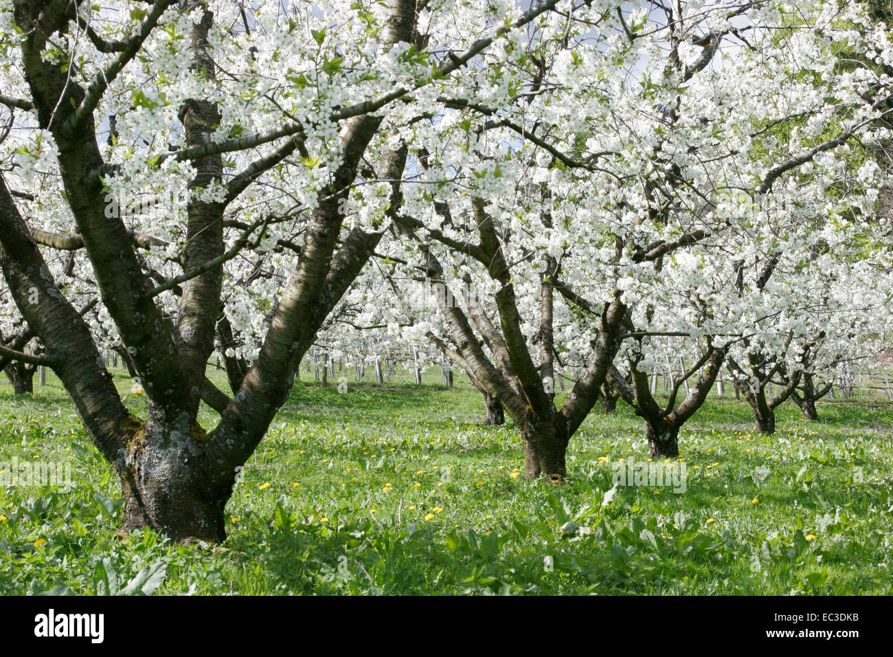 Appletrees hi-res stock photography and images - Alamy