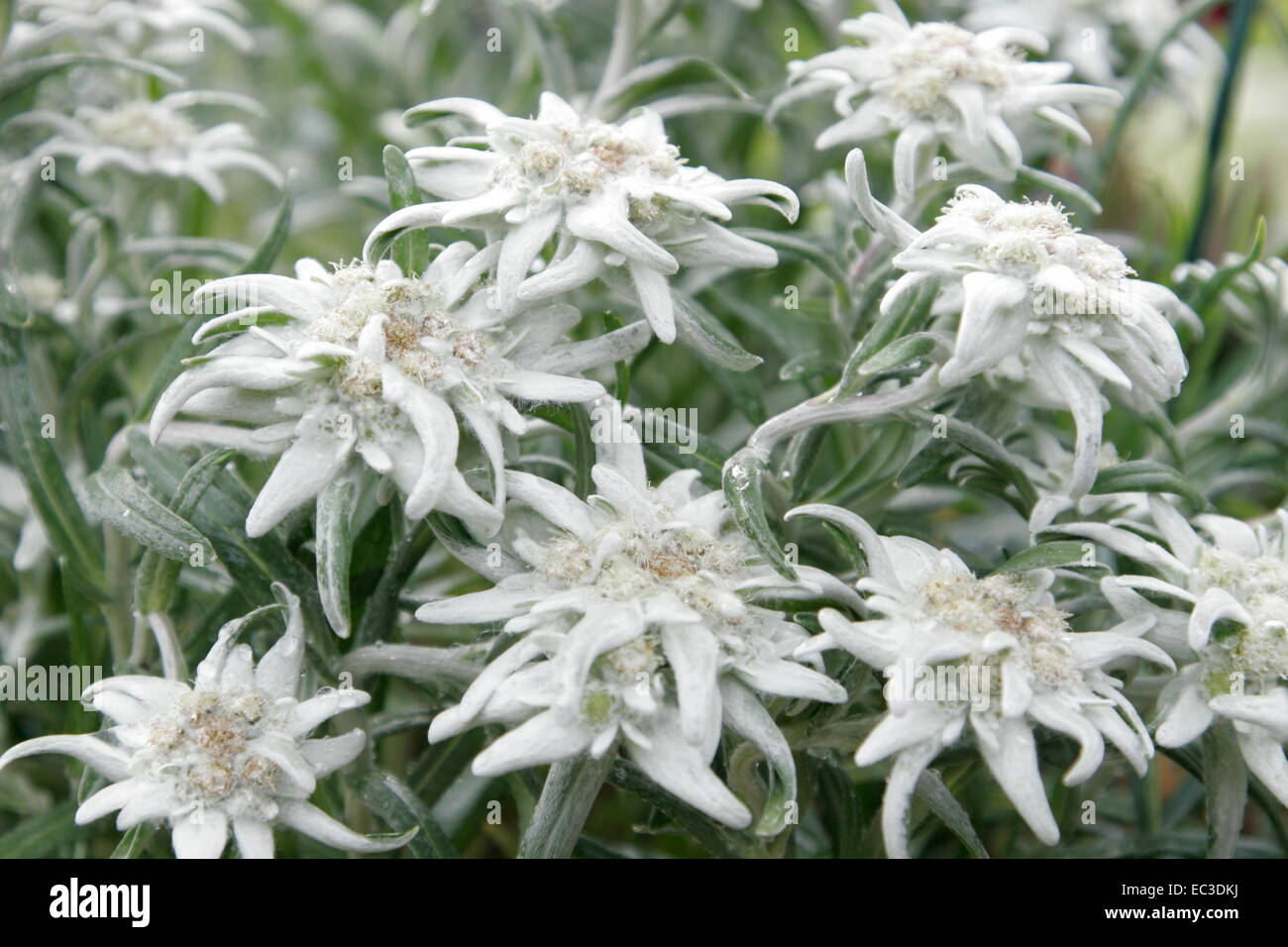 Mount edelweiss hi-res stock photography and images - Alamy