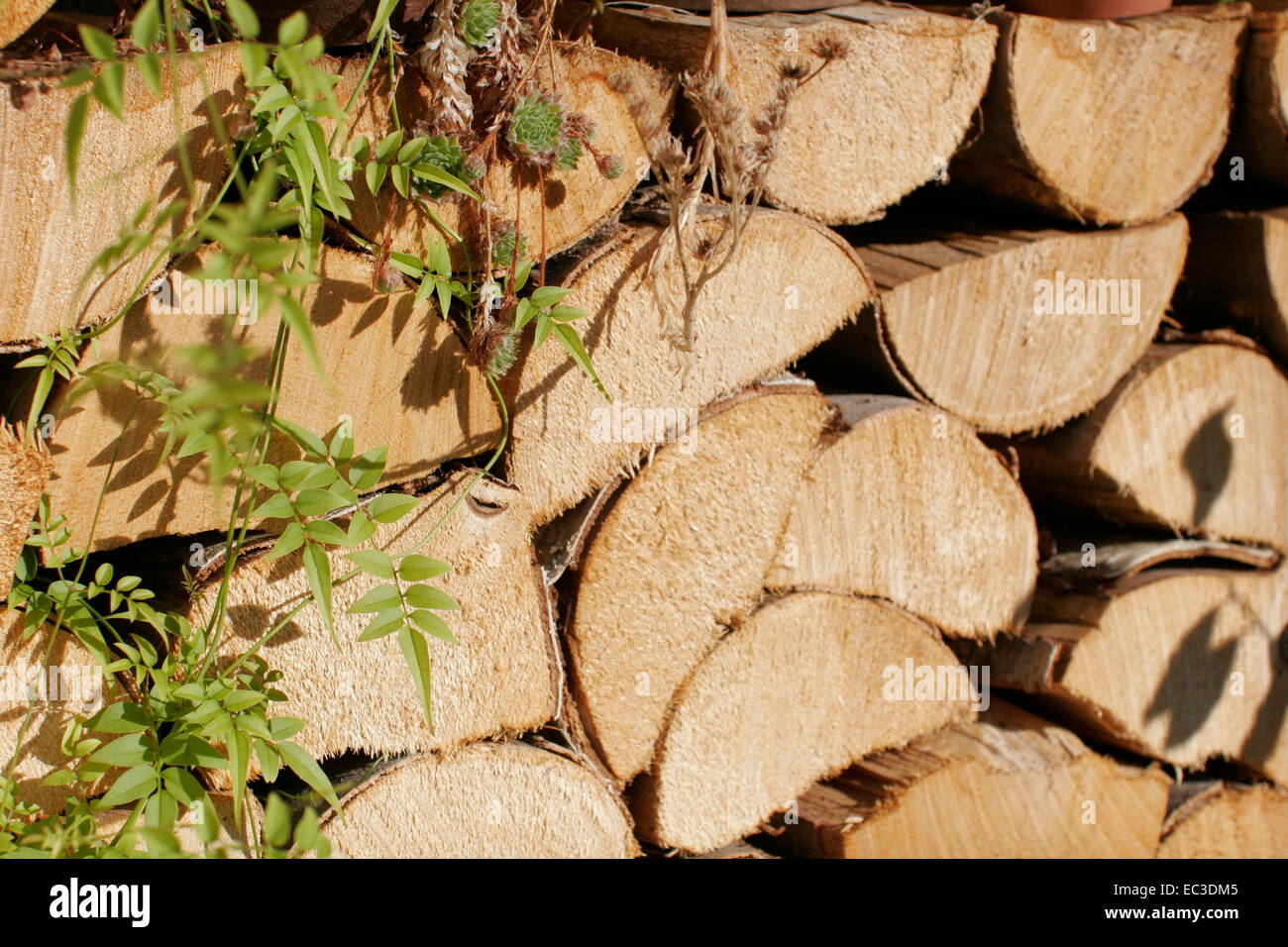 Wood burning pile hi-res stock photography and images - Alamy