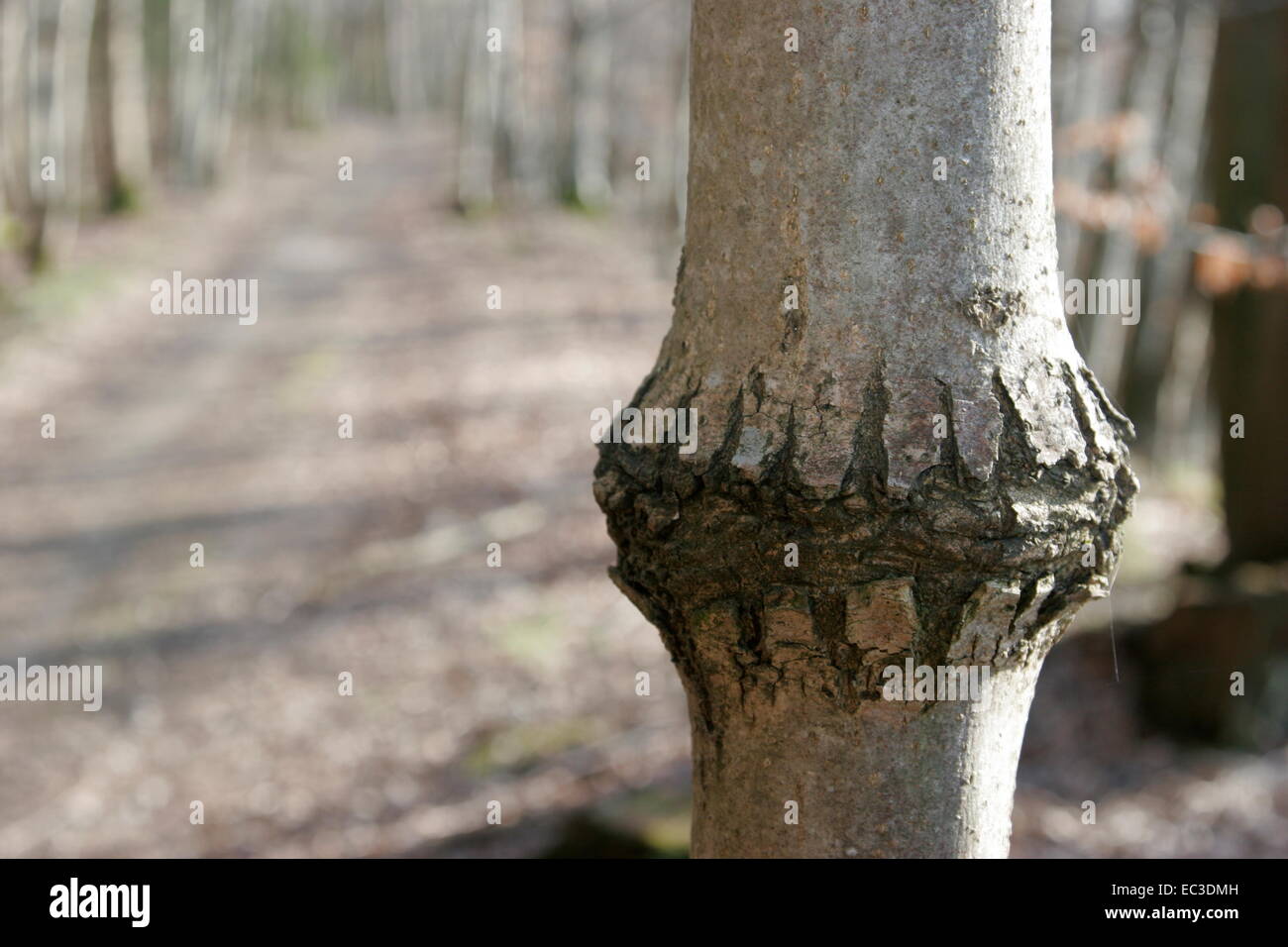 tree with injury Stock Photo - Alamy