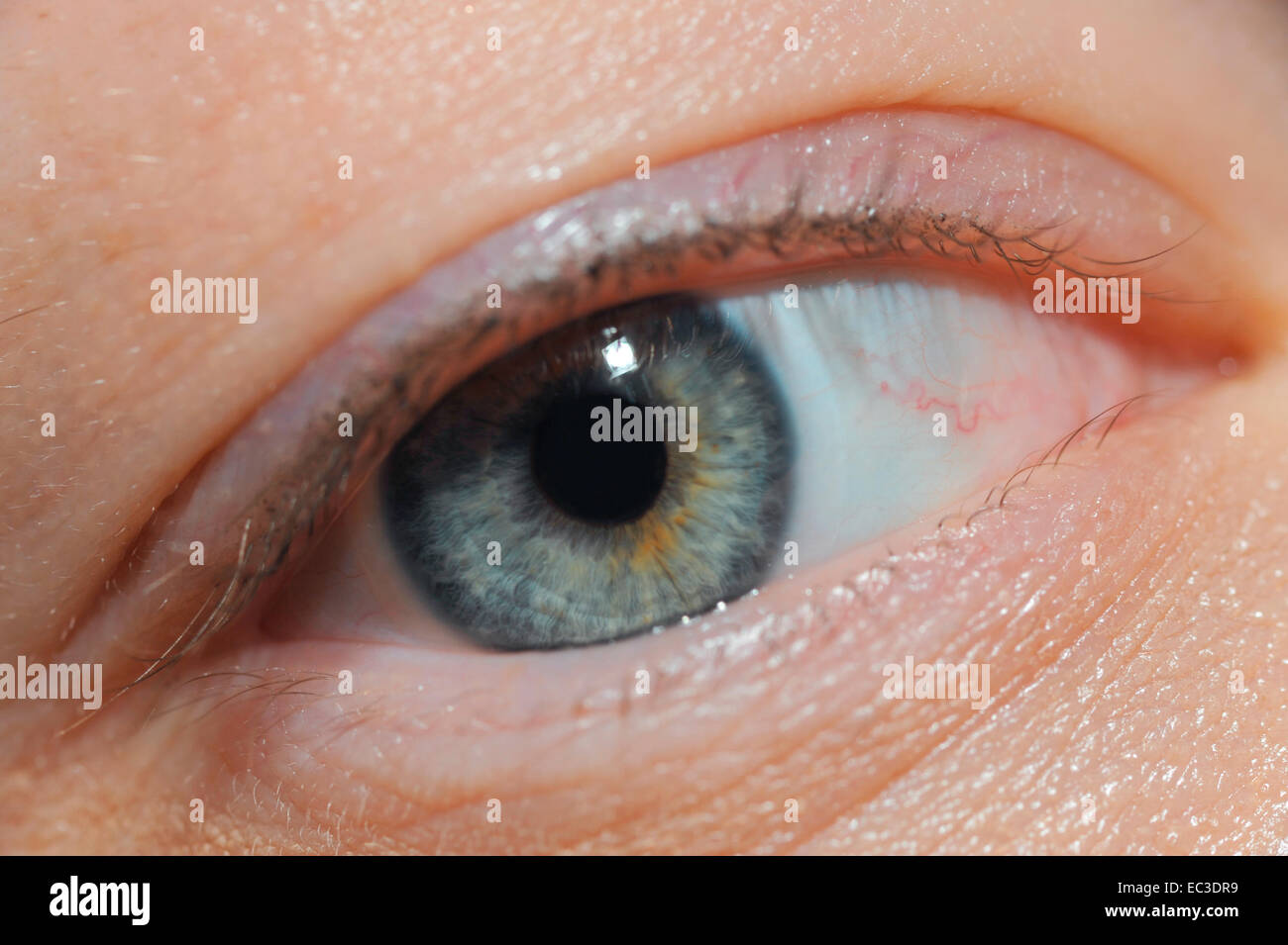 Eye woman anatomy hi-res stock photography and images - Alamy