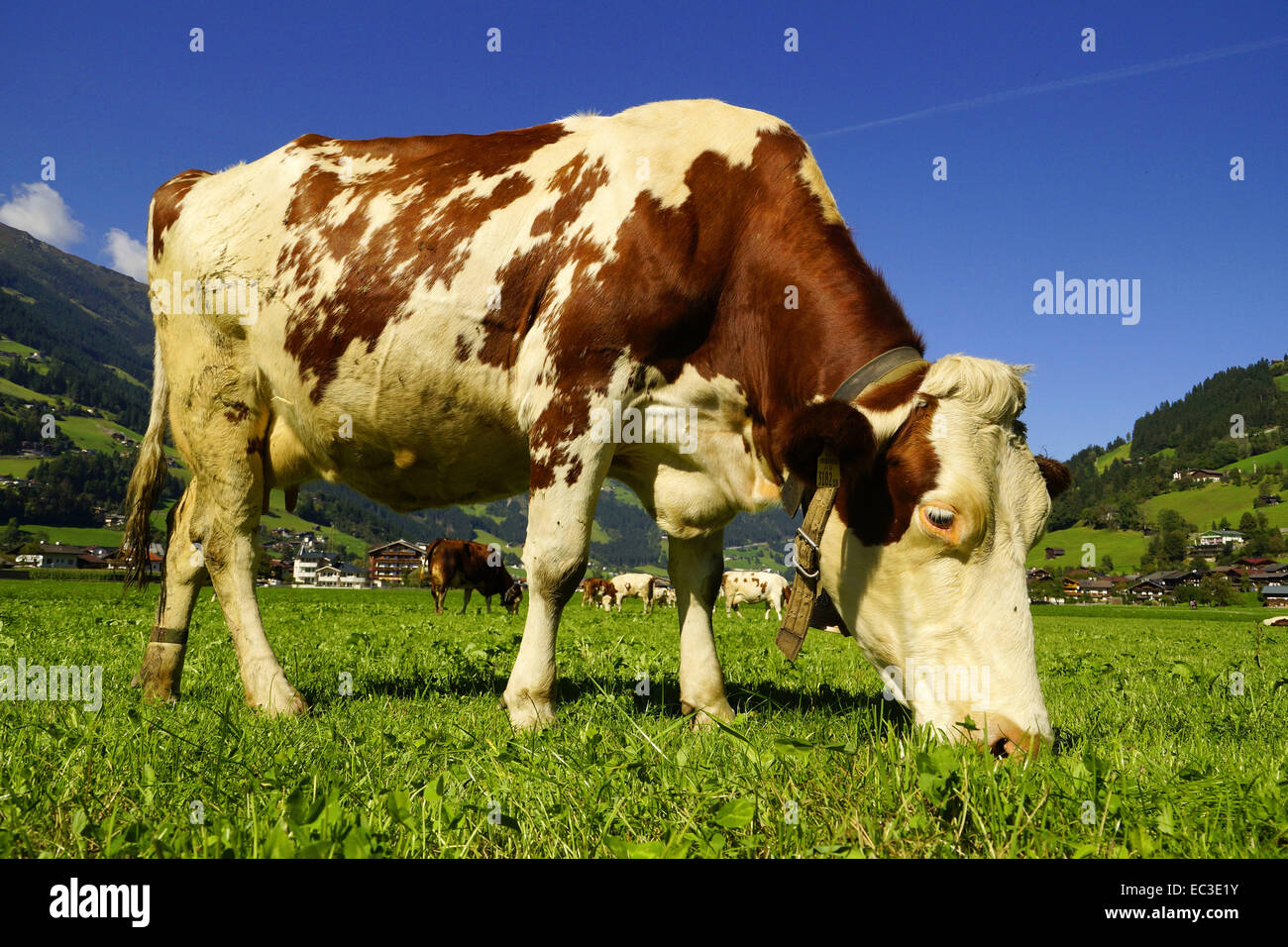 Kow hi-res stock photography and images - Alamy