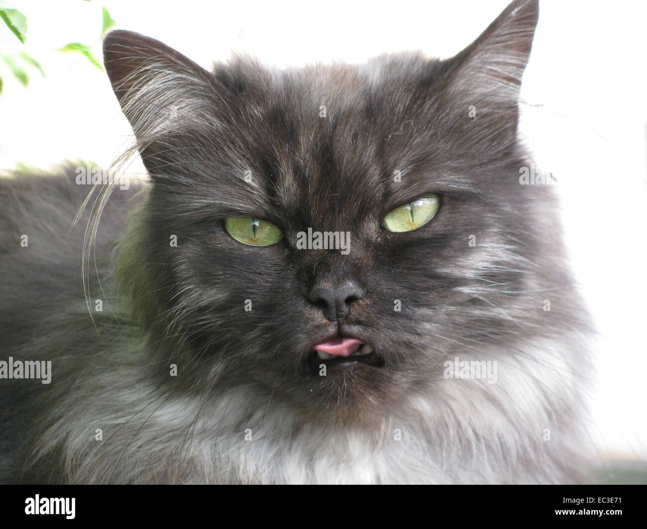 Defiant cat hi-res stock photography and images - Alamy