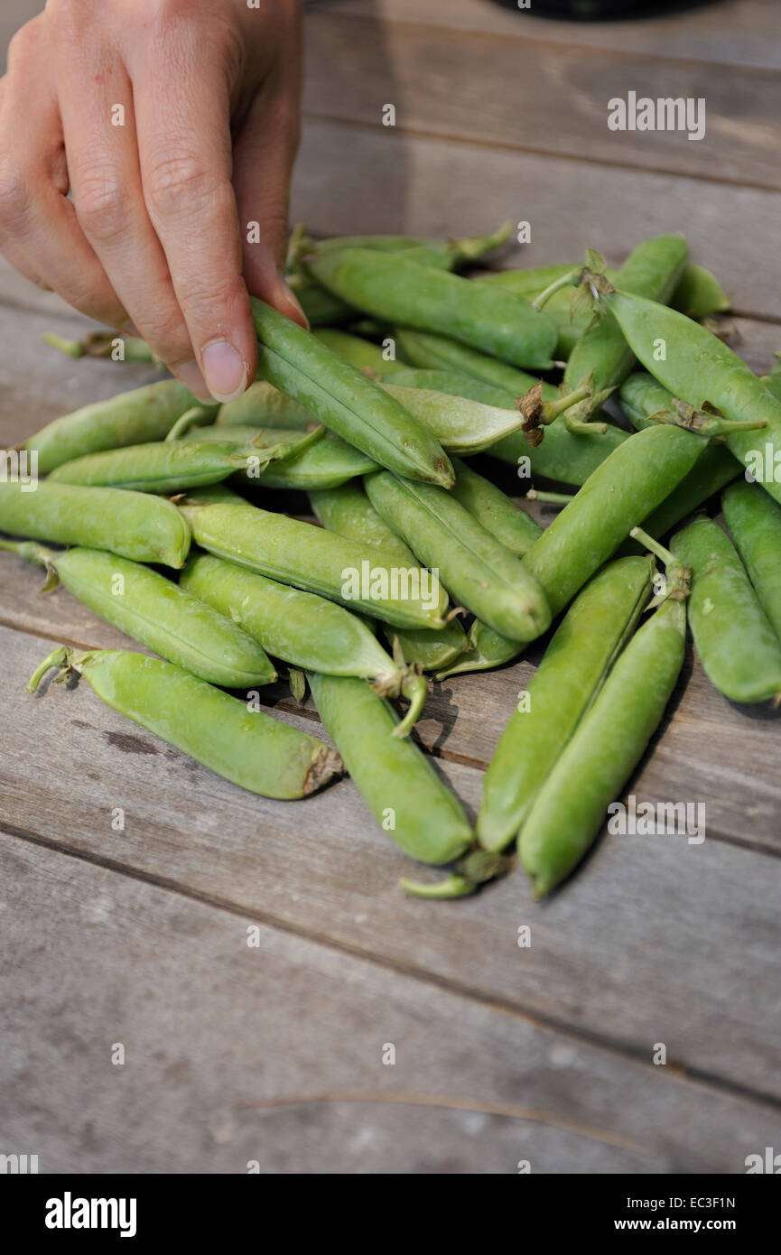 Woman peeling peas Stock Photo - Alamy
