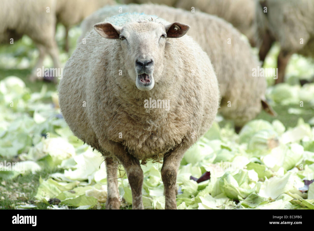 Sheep in Cabbage Field Stock Photo - Alamy