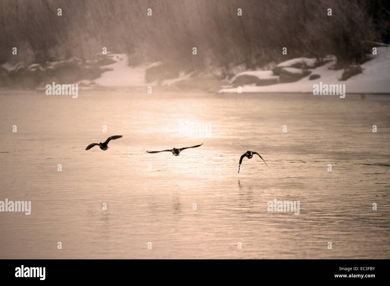 Ducks in flight Stock Photo - Alamy