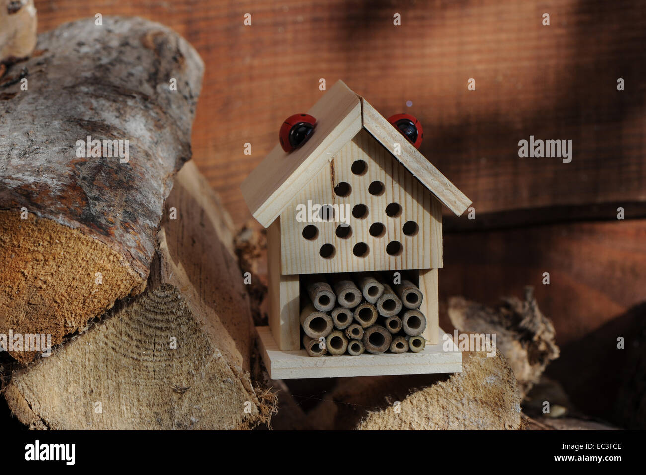 A ladybird and insect nesting home on a pile of logs Stock Photo - Alamy