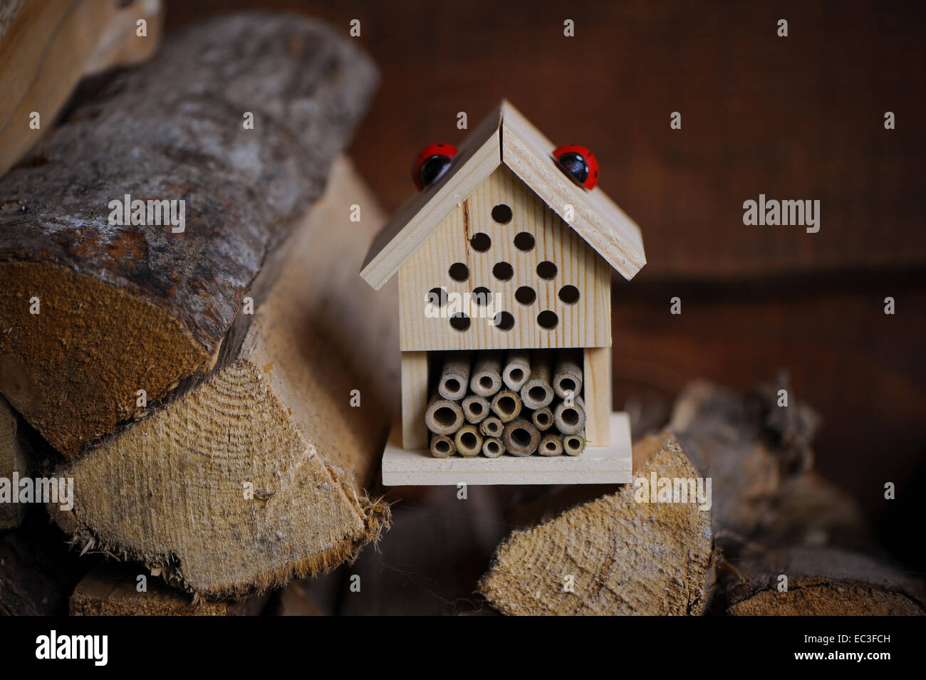 A ladybird and insect nesting home on a pile of logs Stock Photo - Alamy