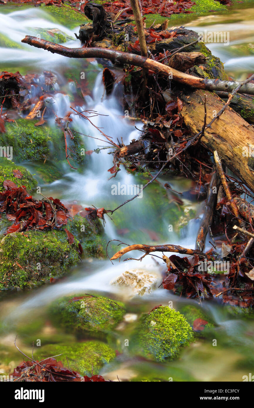 a brook flowing through the forest Stock Photo - Alamy