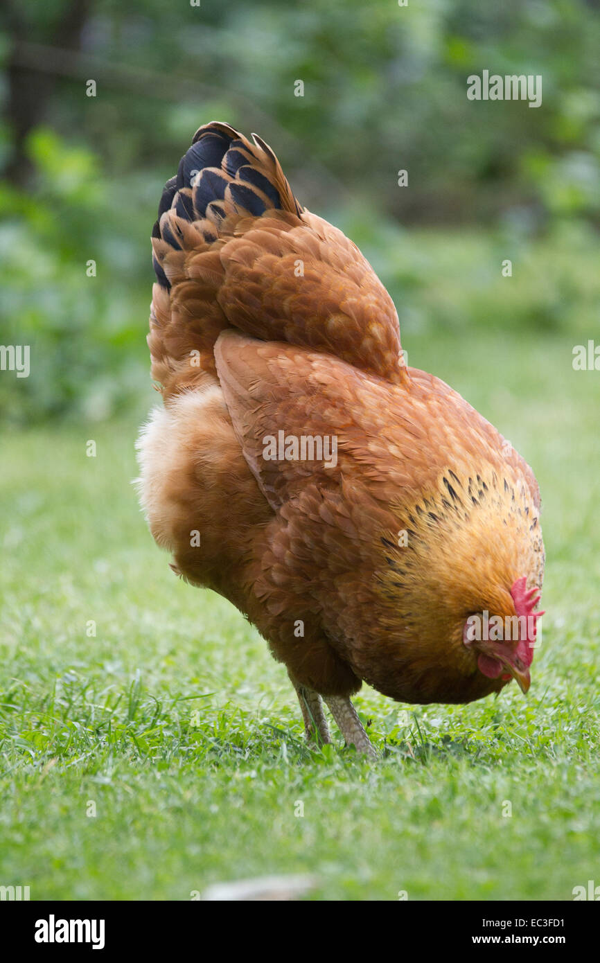 New Hamshire Chicken Stock Photo - Alamy