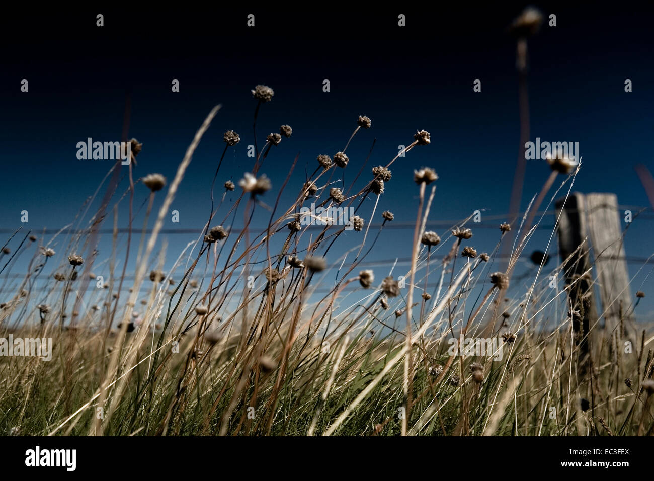 Grass in the wind in front of meadow fence Stock Photo - Alamy