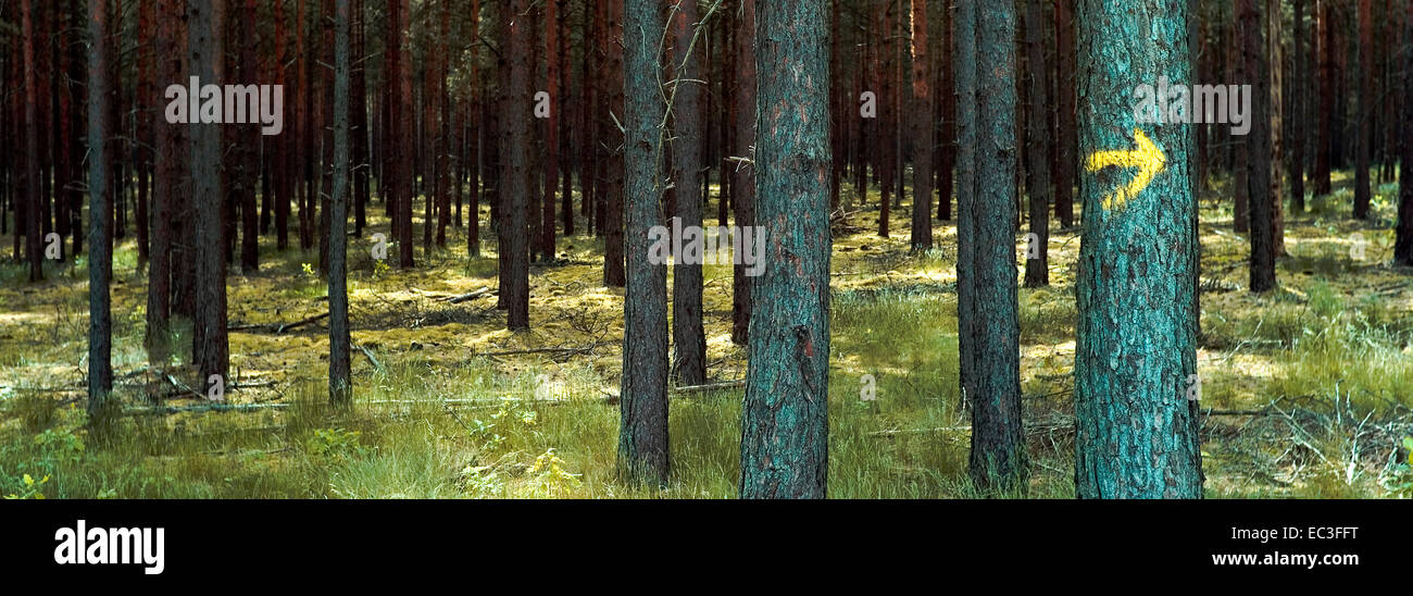 Directory tree hi-res stock photography and images - Alamy