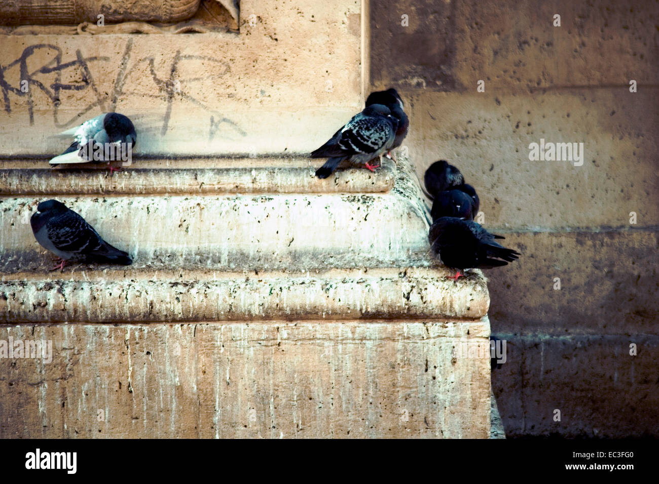 Paris pigeons hi-res stock photography and images - Alamy