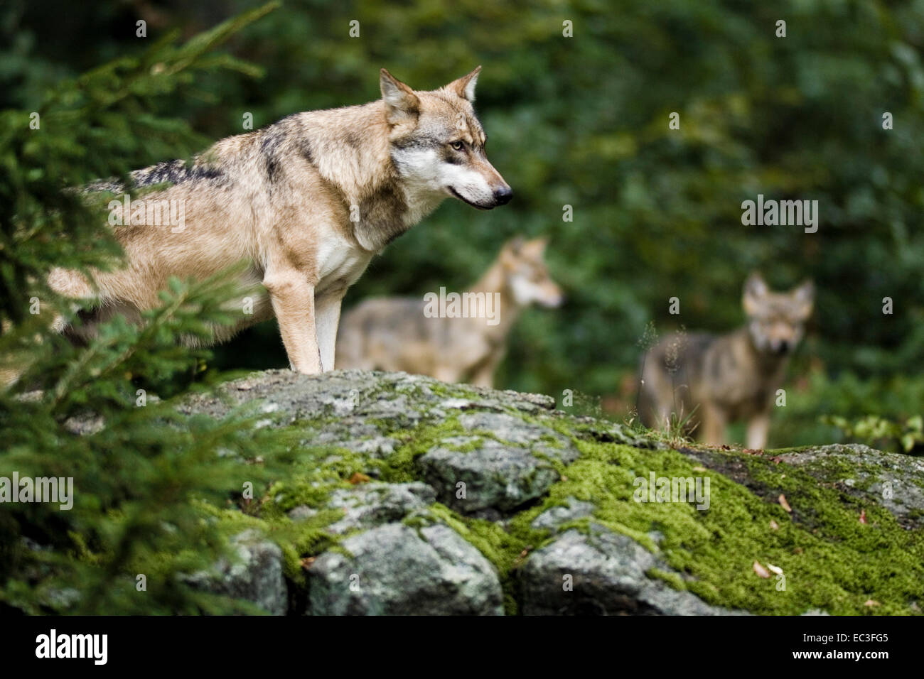 Wolf range hi-res stock photography and images - Alamy