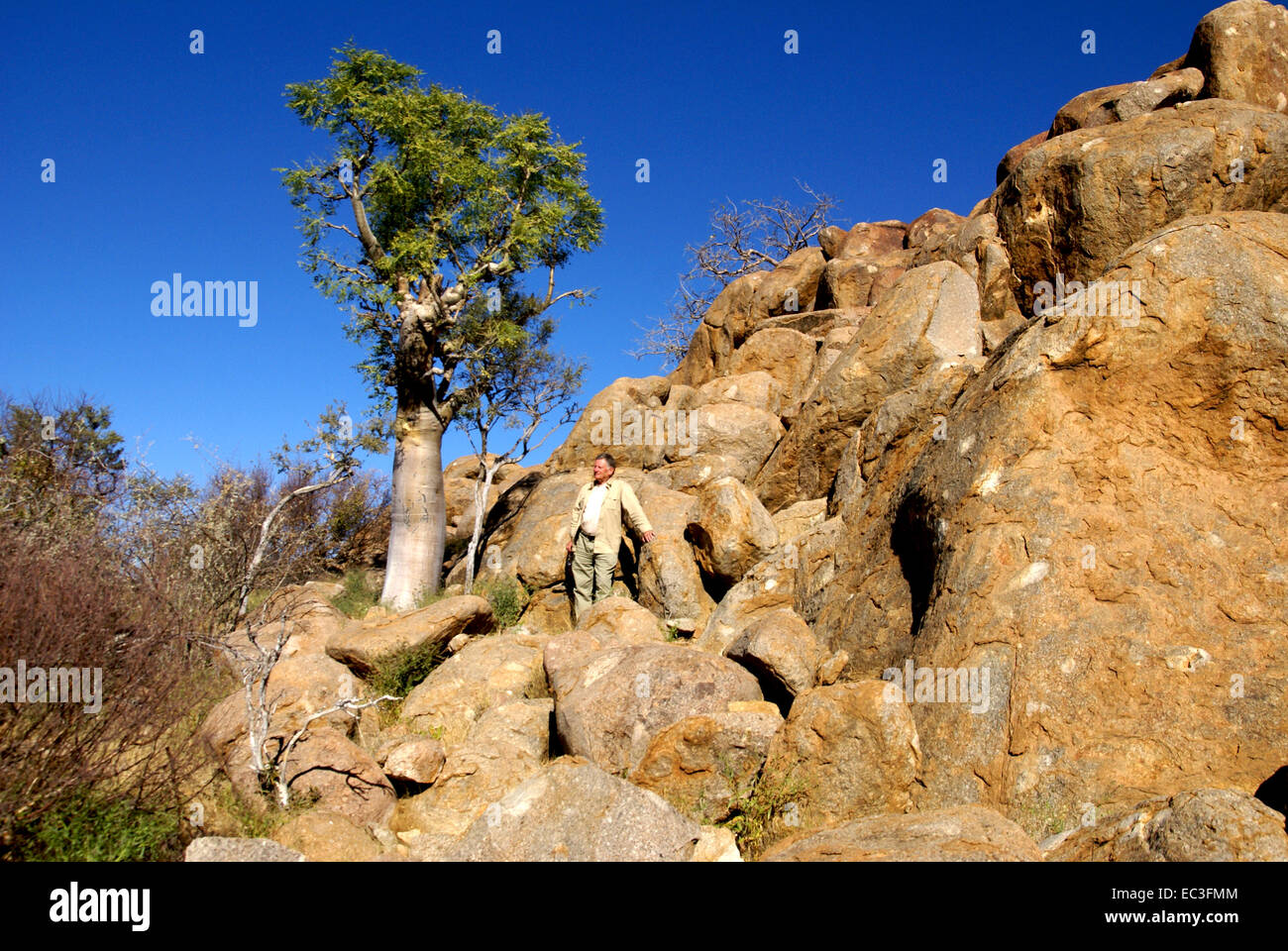 Rare Tree, Hohenstein, Usakos, Namibia Stock Photo - Alamy