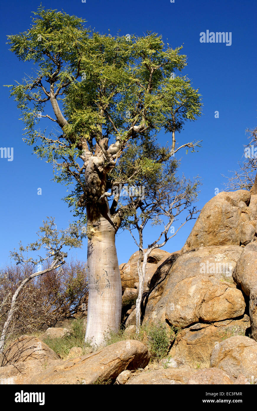 Rare Tree, Hohenstein, Usakos, Namibia Stock Photo - Alamy