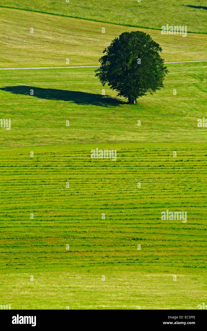 Field with Tree Stock Photo - Alamy