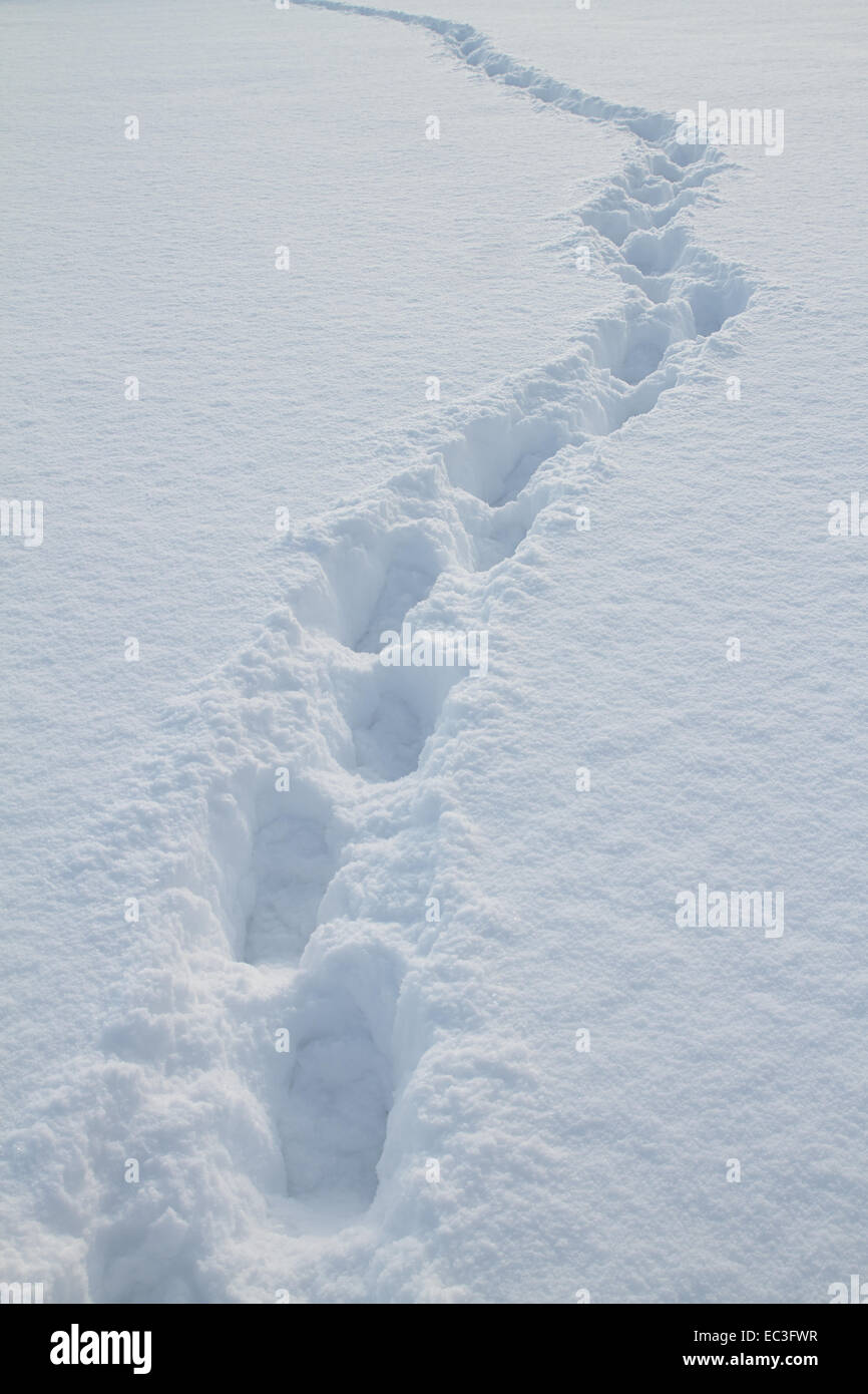 Steps in the snow Stock Photo - Alamy