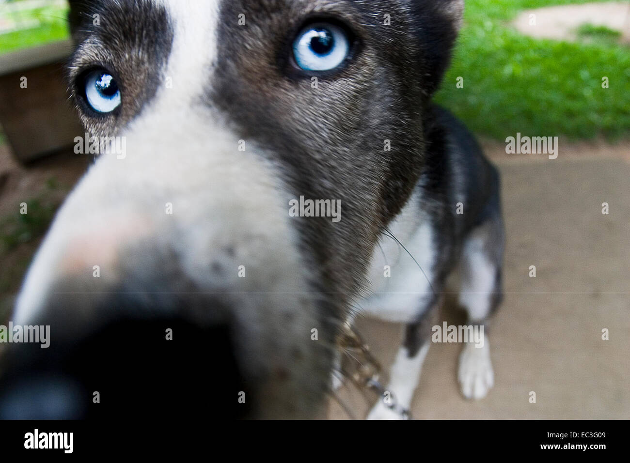 Freaky dog hi-res stock photography and images - Alamy