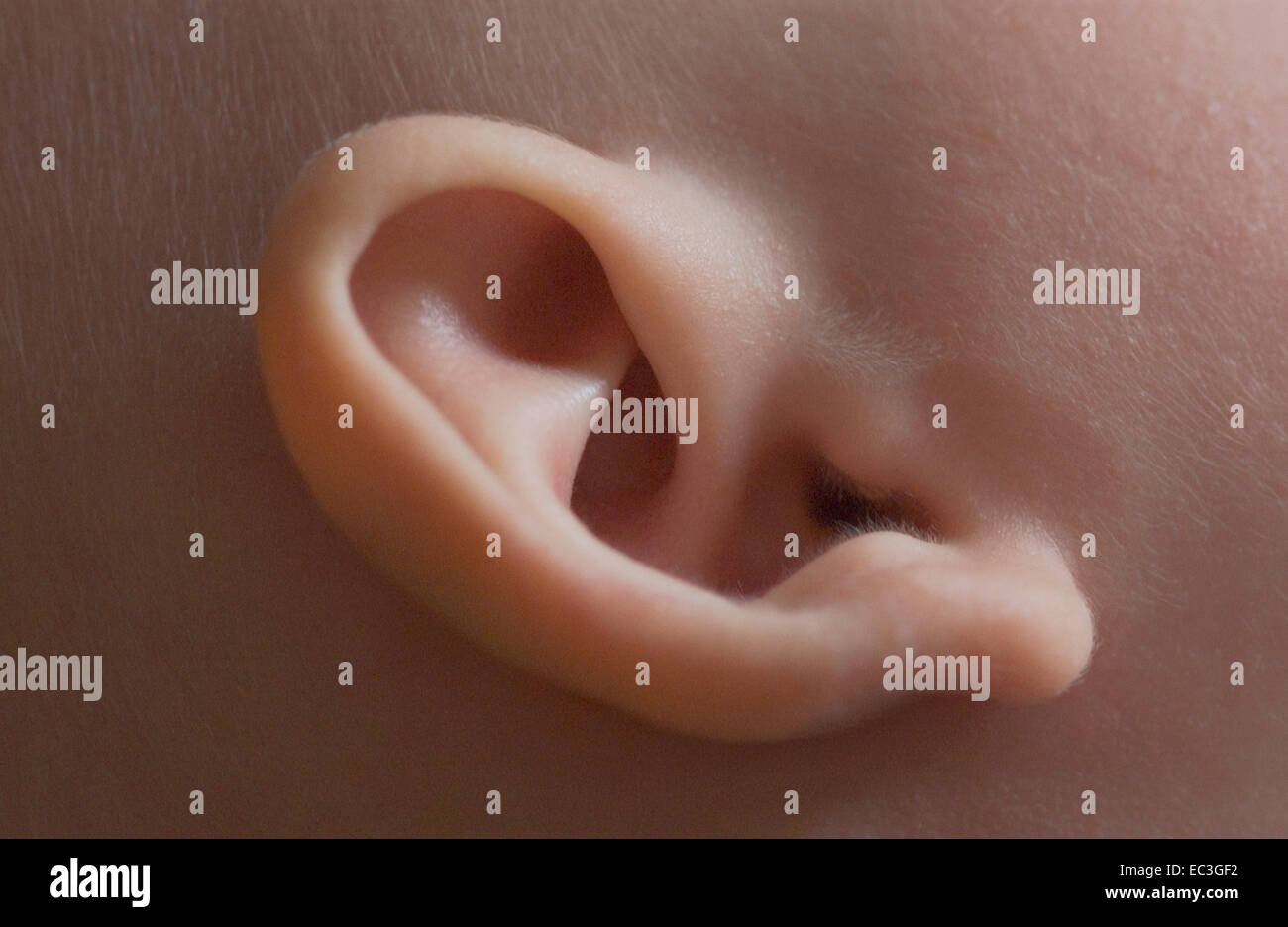 Ear of a Baby Stock Photo - Alamy
