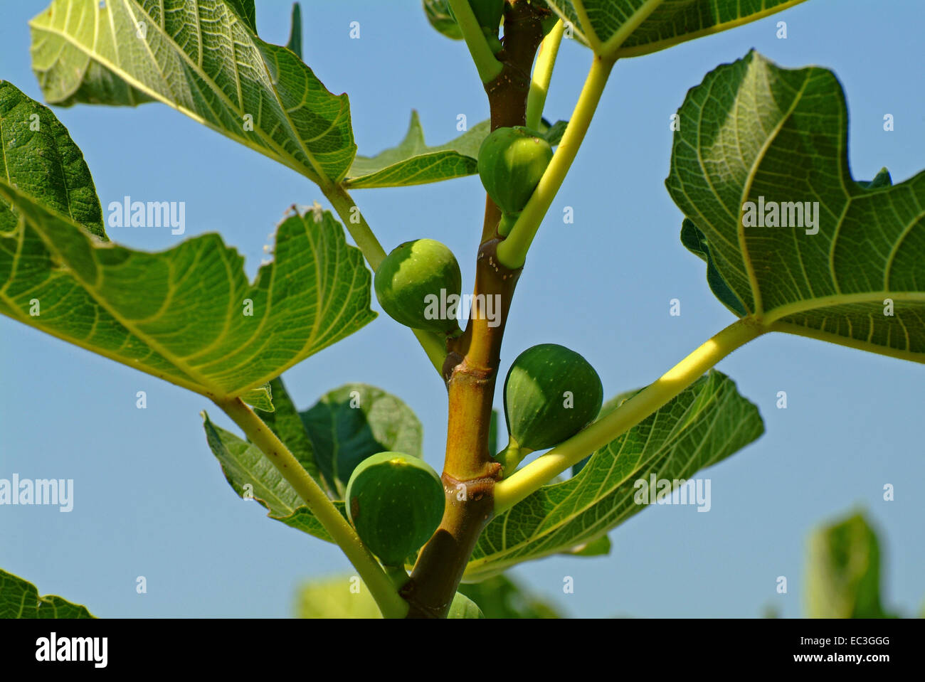 Ficus carica plant tree hi-res stock photography and images - Alamy